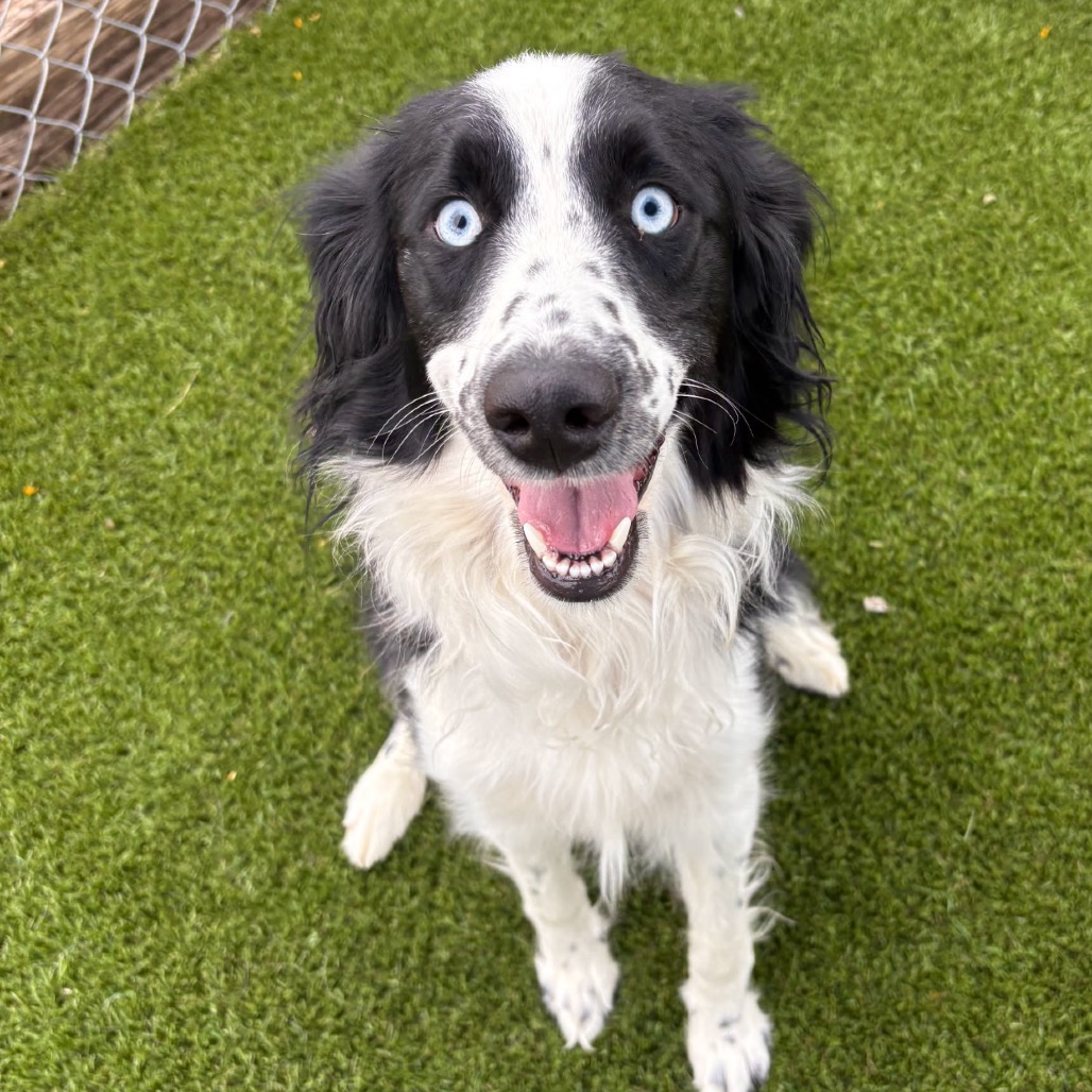 Blue is available for adoption at Snake River Animal Shelter