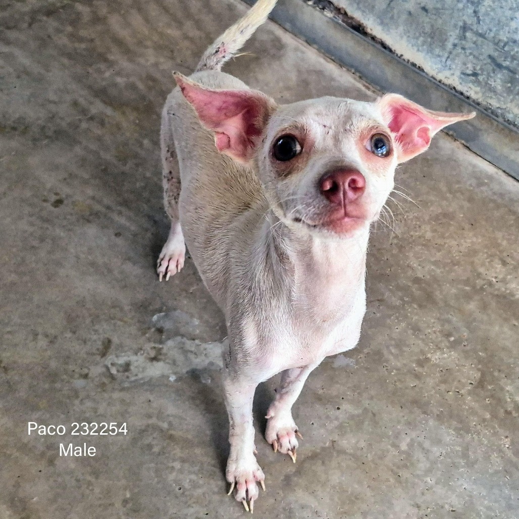 Paco is available for adoption at Palm Valley Animal Society
