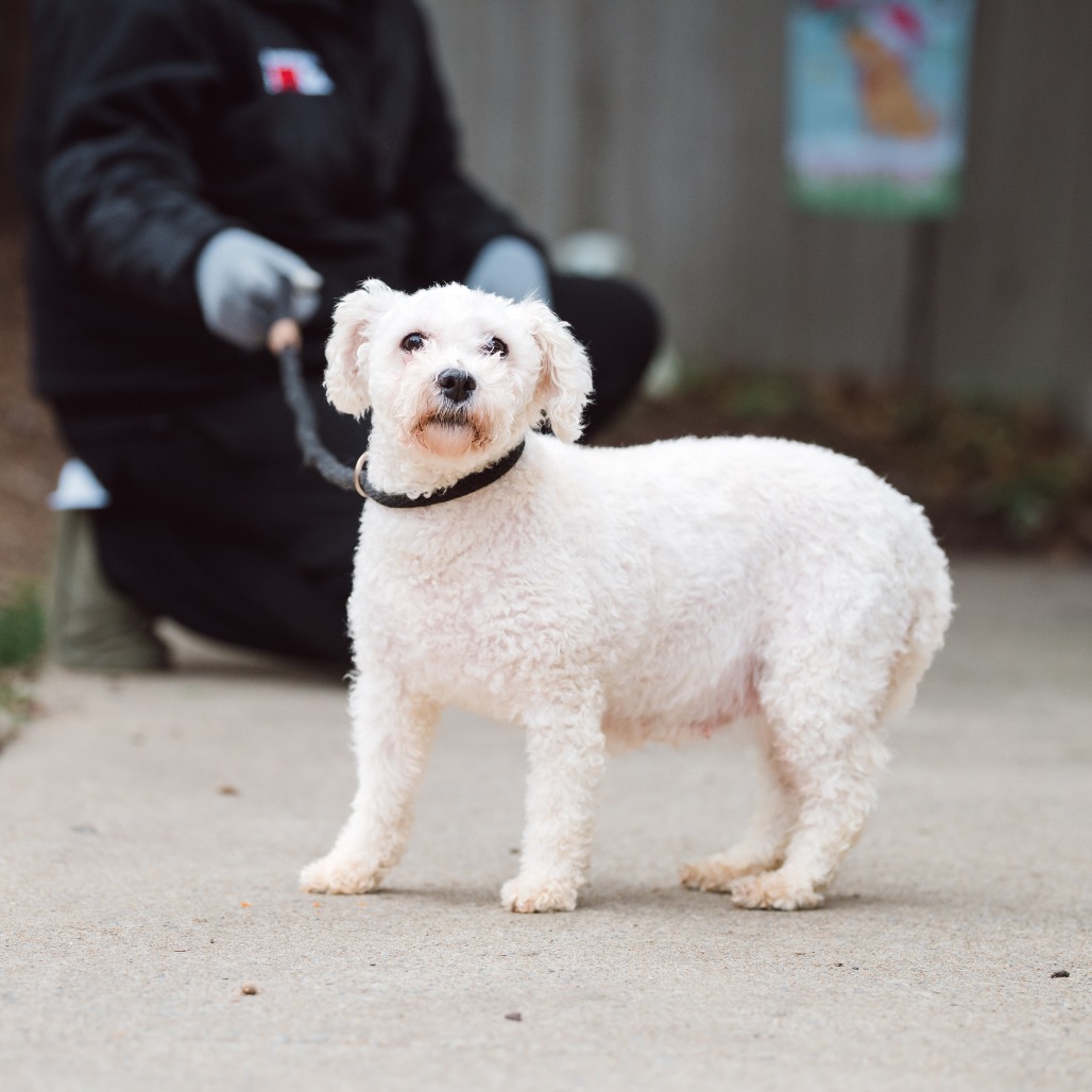 Ester - Phoenix Animal Rescue