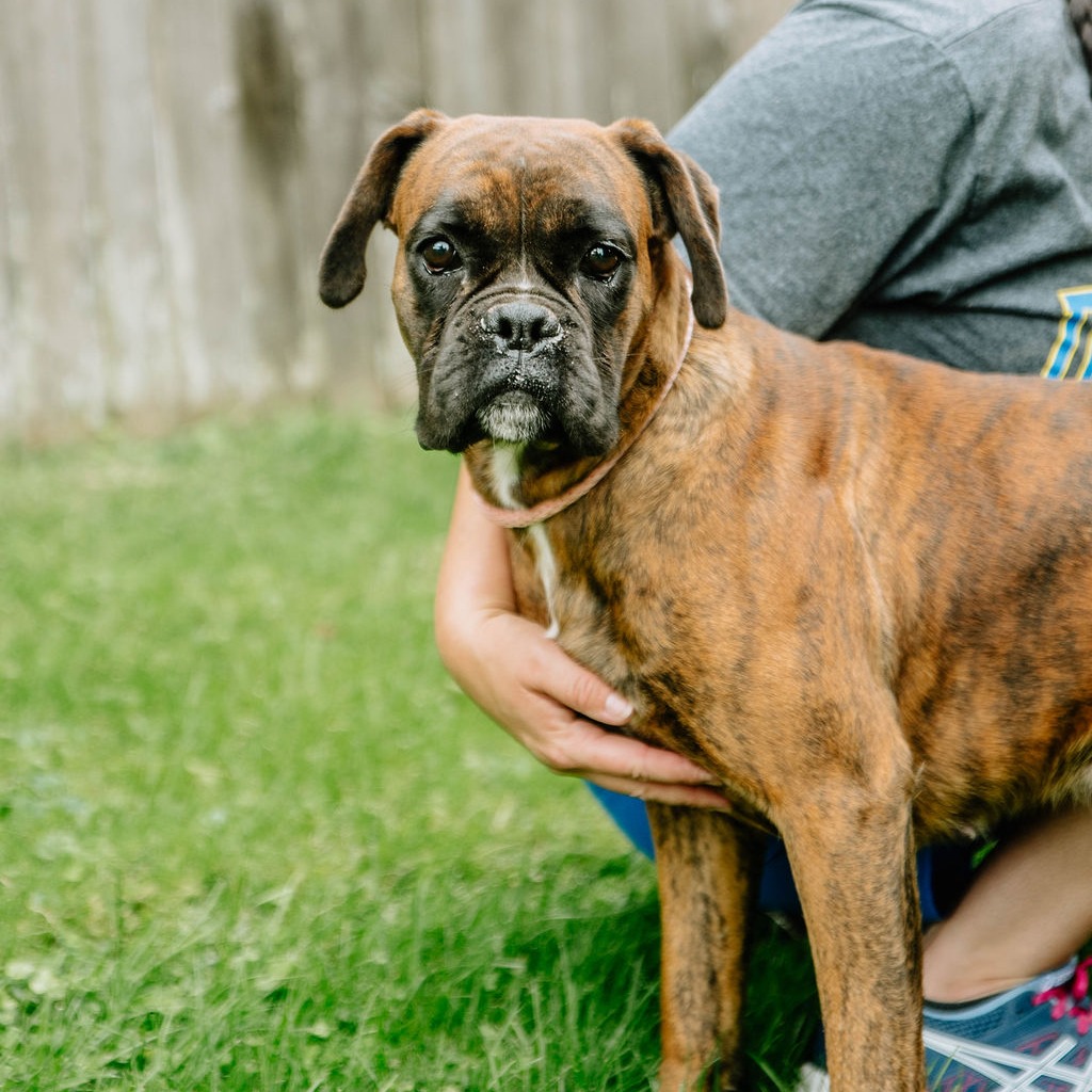 Sheila - Phoenix Animal Rescue