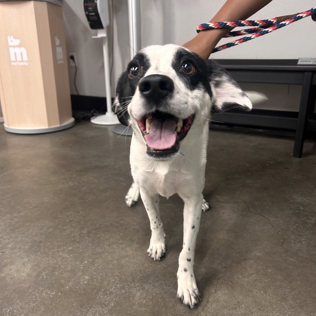 Camarro is available for adoption at Humane Society of Tampa Bay ...