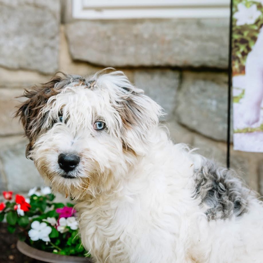 Patsy - Phoenix Animal Rescue