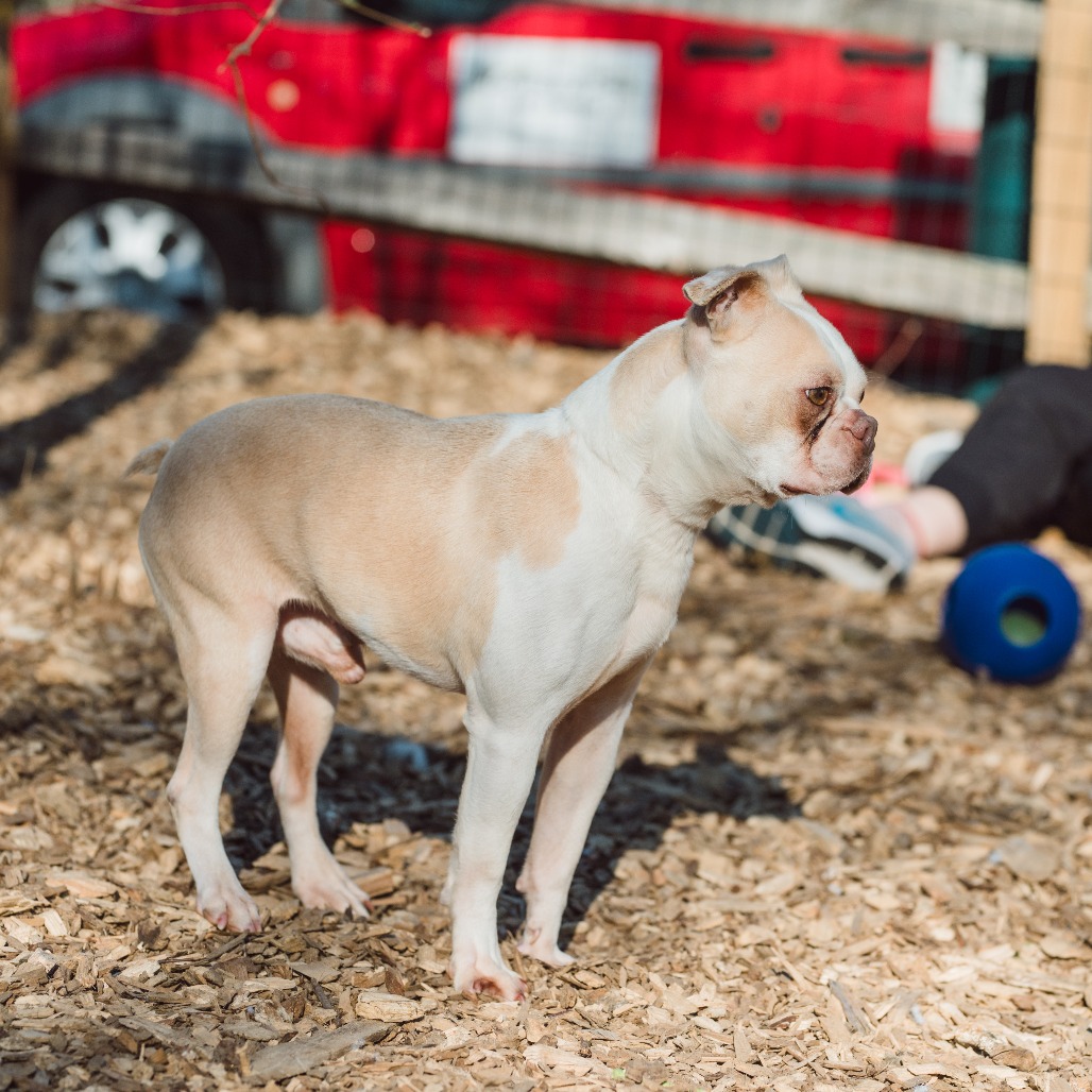 Petey - Phoenix Animal Rescue