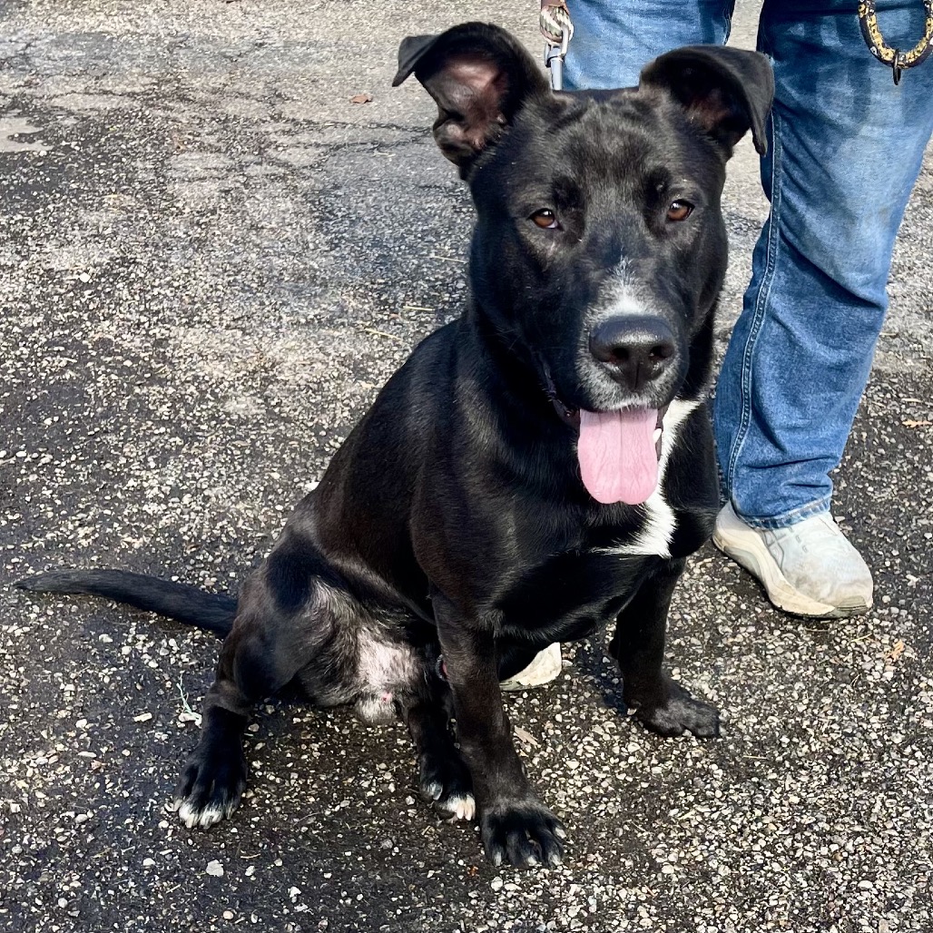 Adopt Dogs - Orphans of the Storm