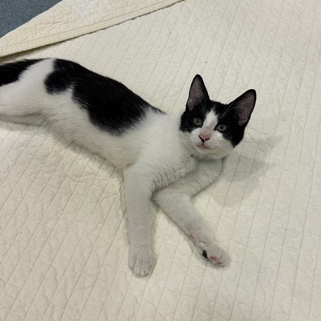 Charlie (Silverio) is available for adoption at Palm Valley Animal Society