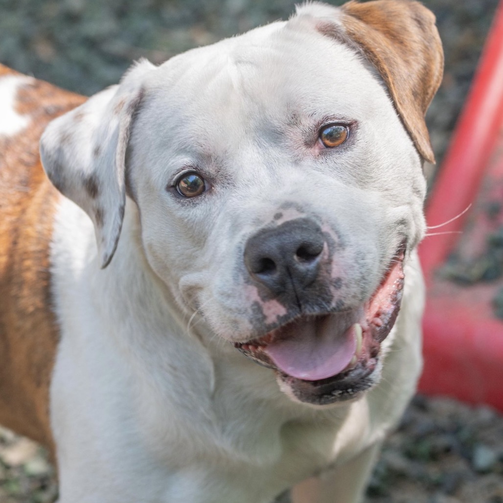 Cable is available for adoption at PAWS Atlanta