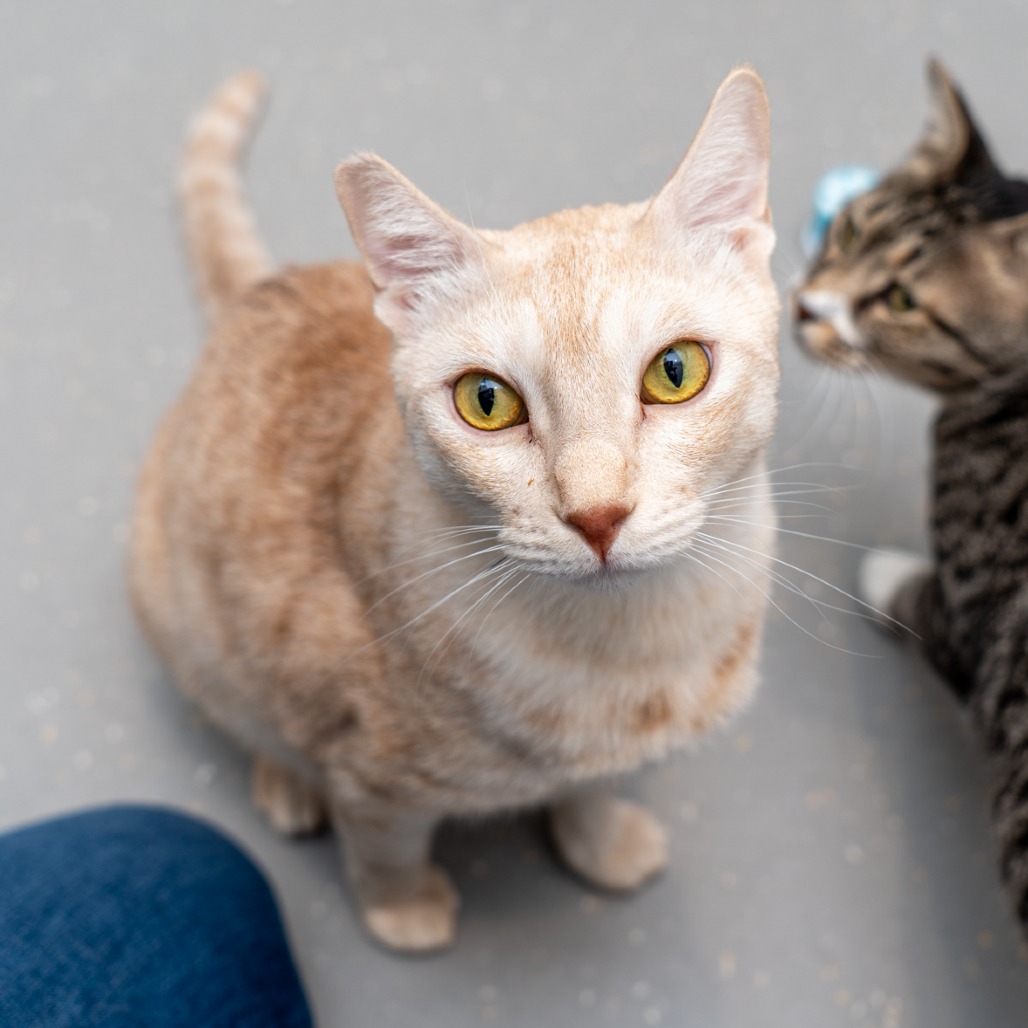 Home – Animal Haven
