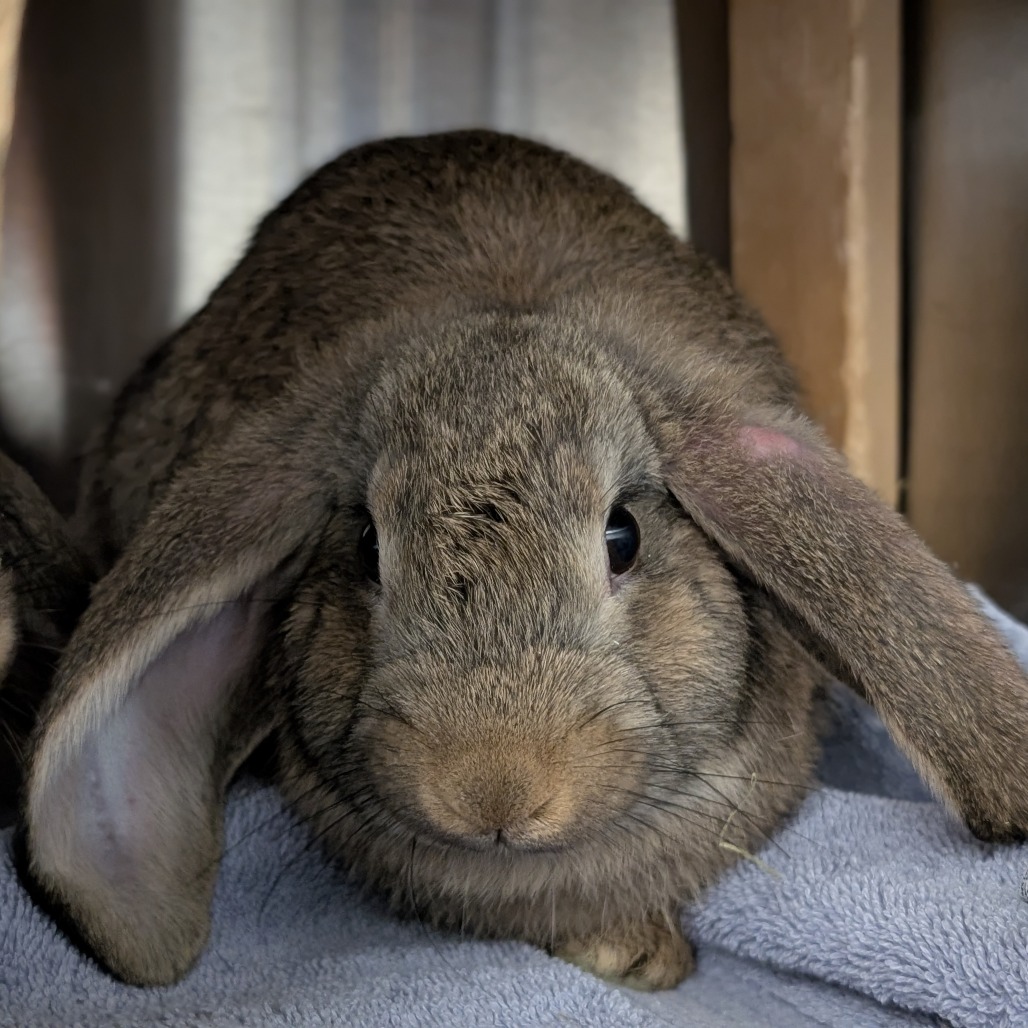 Adopt - Humane Animal Rescue