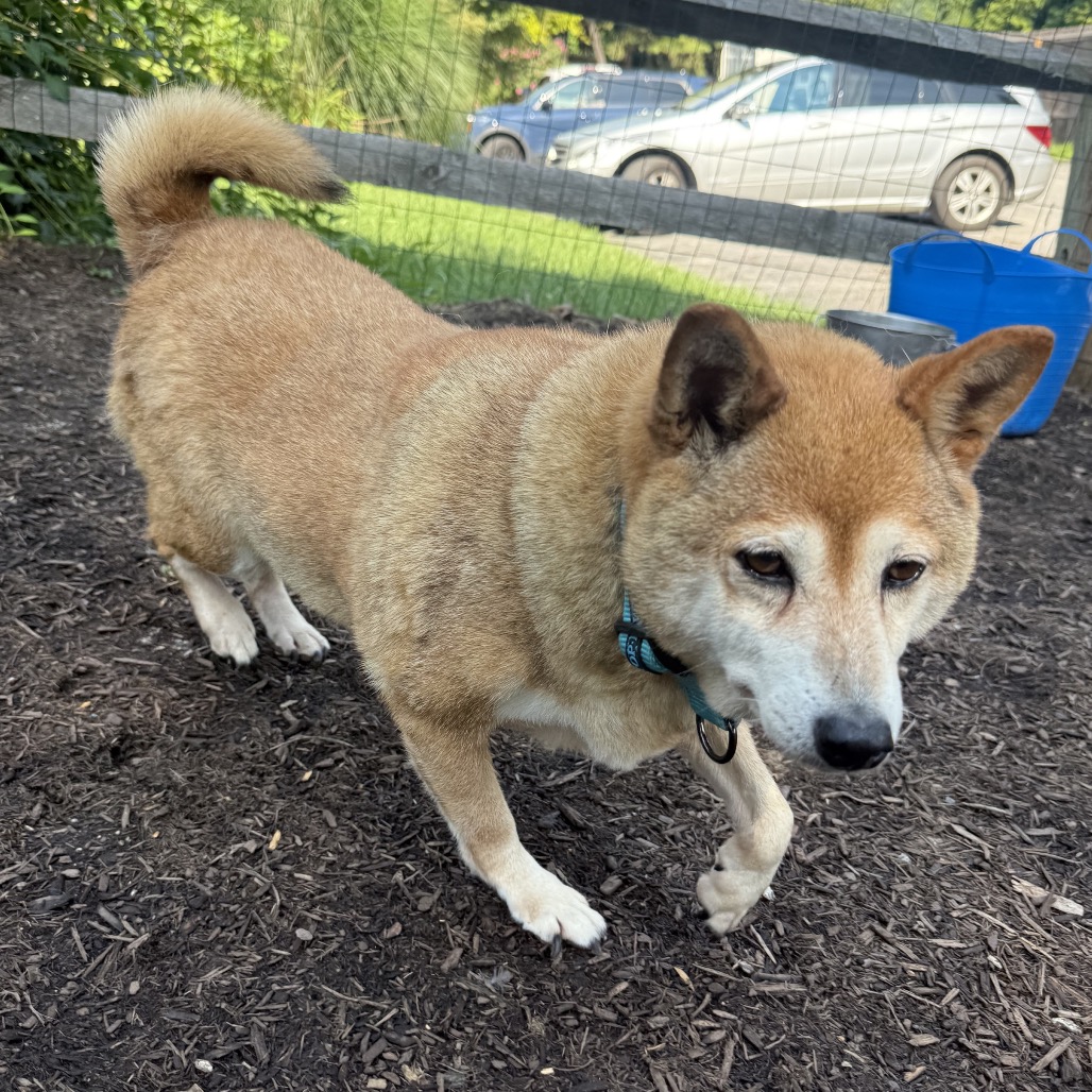 Tiki - Phoenix Animal Rescue