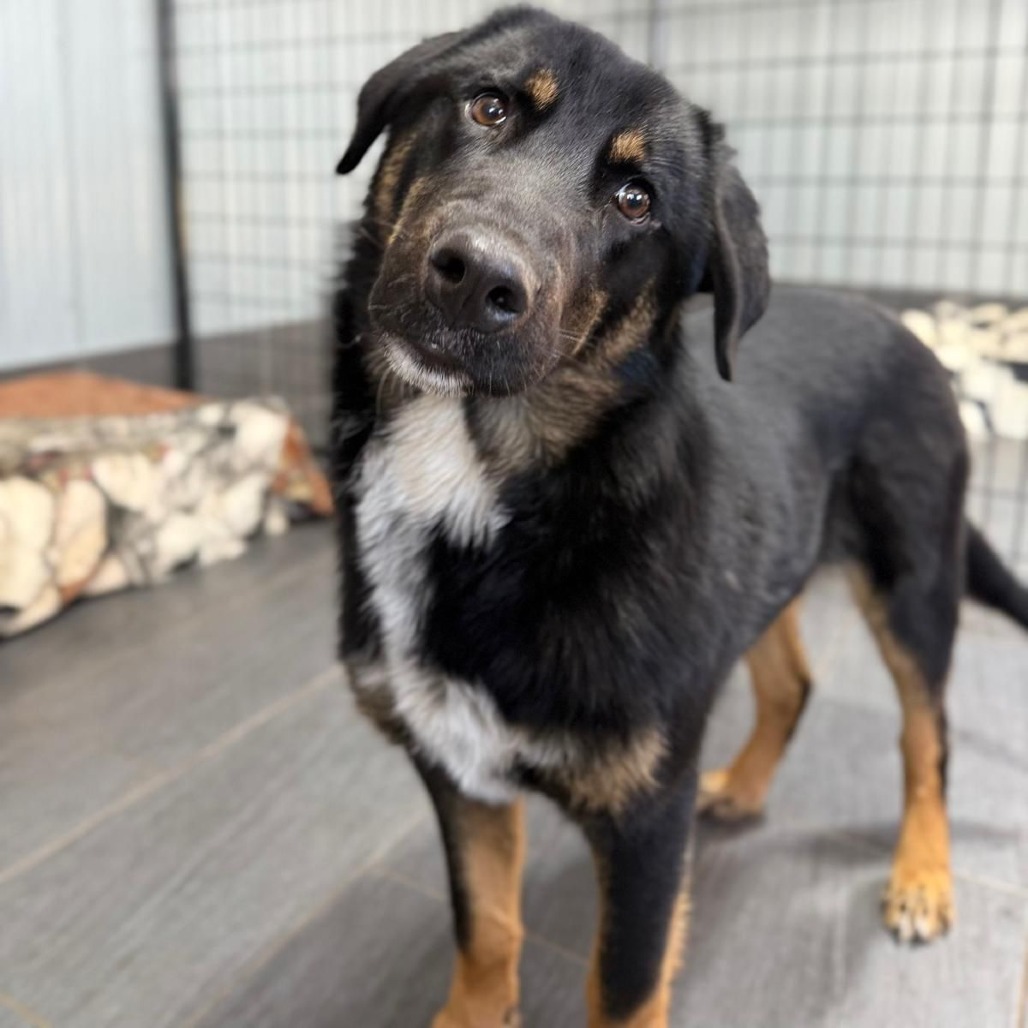 view-animal - Second Chance Animal Rescue Society