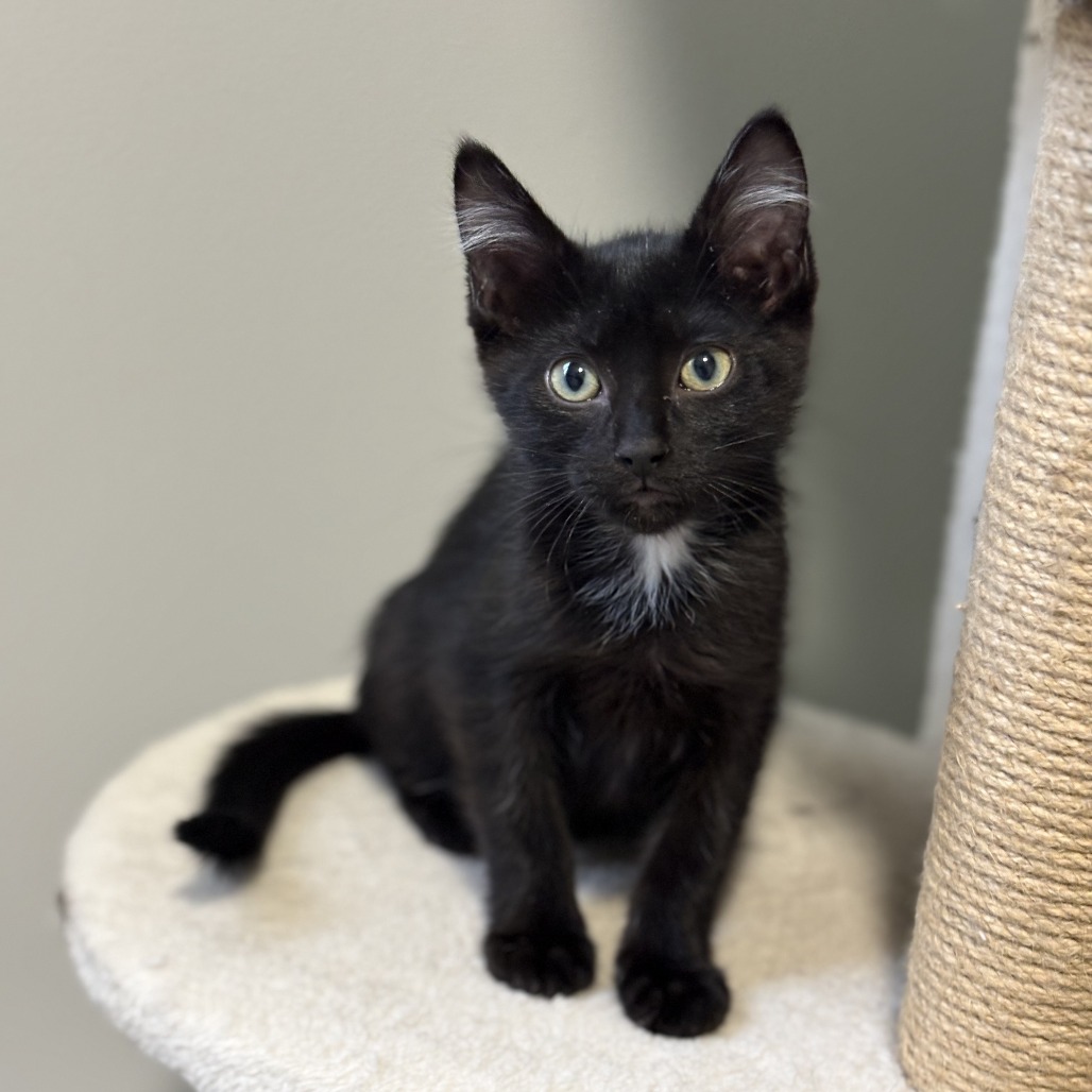 view-animal - Second Chance Animal Rescue Society