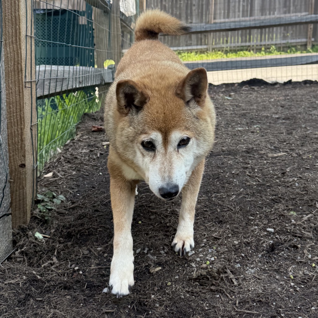 Tiki - Phoenix Animal Rescue