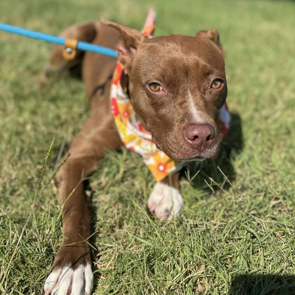 Fifi is available for adoption at Bayou Animal Services