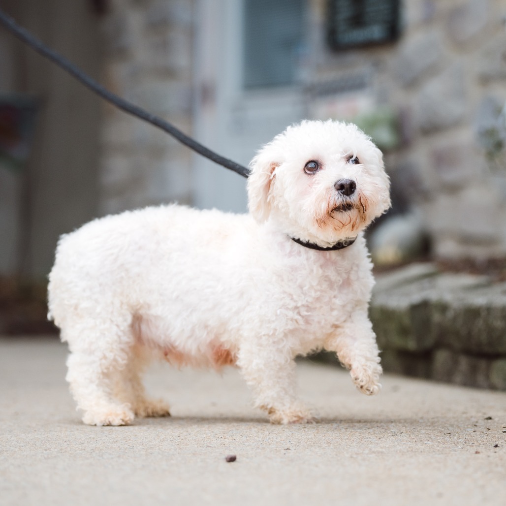 Julianne - Phoenix Animal Rescue