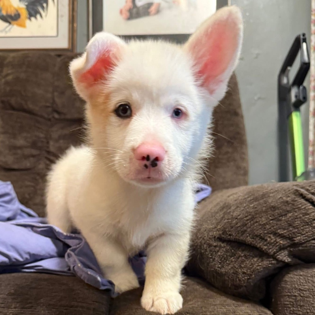 Weeble - Phoenix Animal Rescue