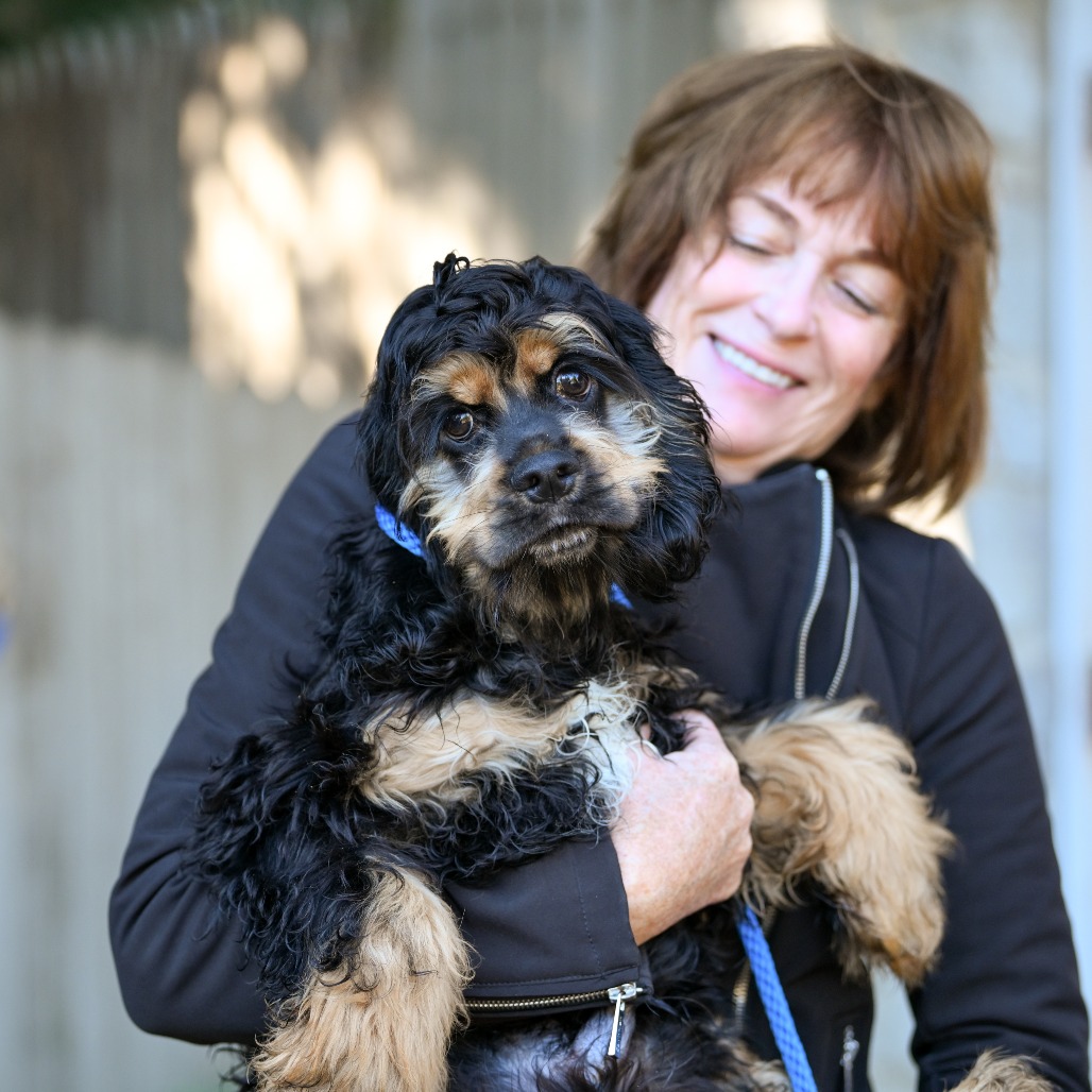 Xavier - Phoenix Animal Rescue