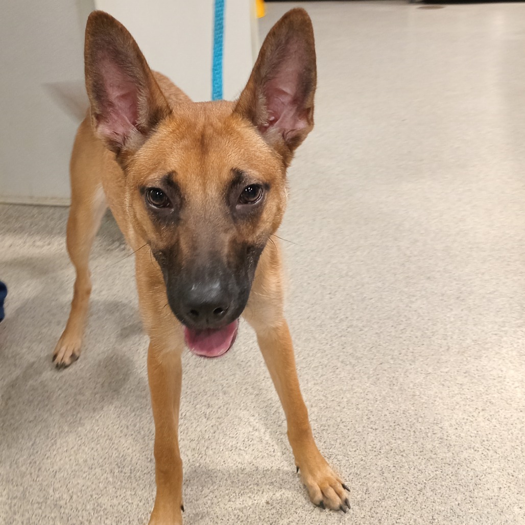 Wisteria is available for adoption at Humane Society of Tampa Bay ...