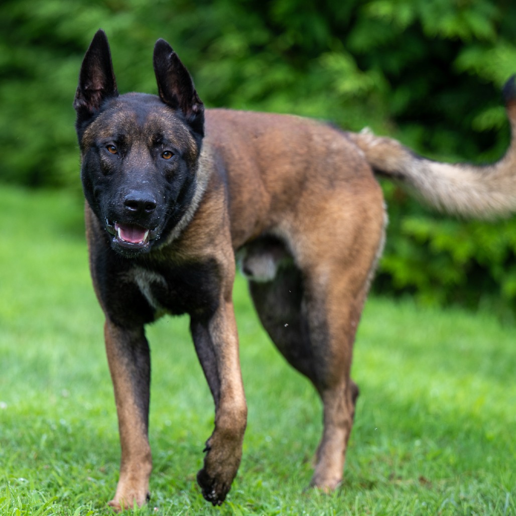 Cheese - Phoenix Animal Rescue