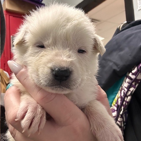 view-animal - Second Chance Animal Rescue Society