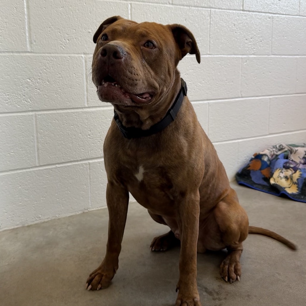 Spice - Humane Animal Rescue