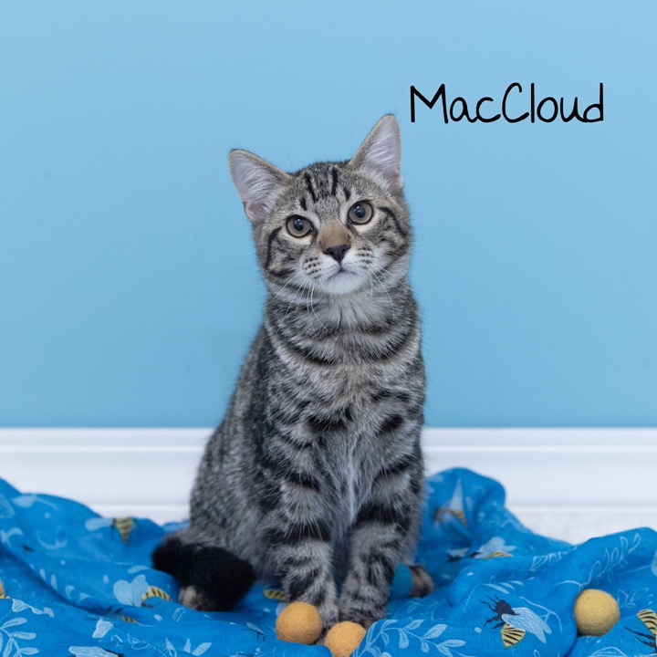 MacCloud is available for adoption at TAPS No-Kill Animal Shelter