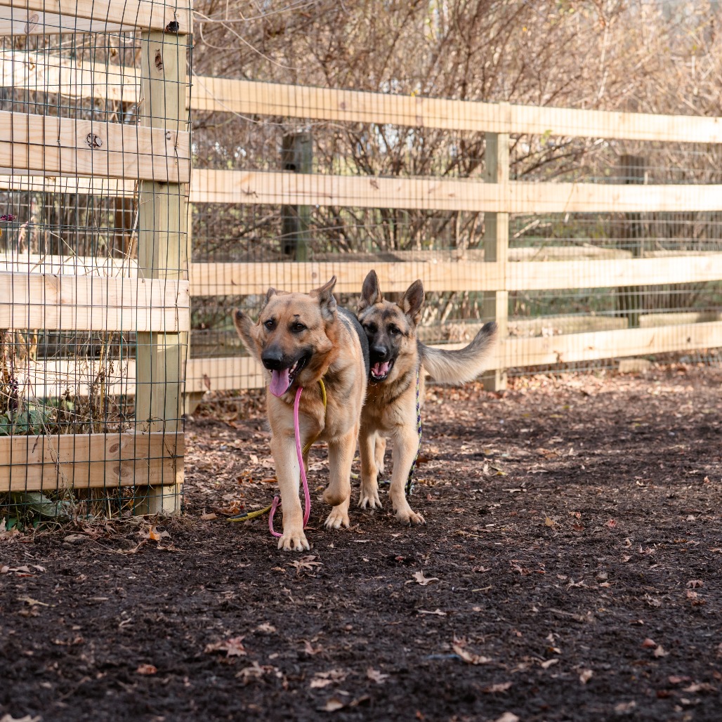 Chai - Phoenix Animal Rescue