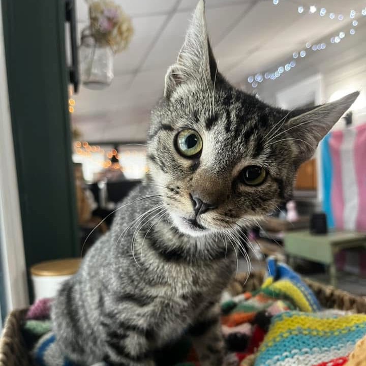 Scout is available for adoption at SOS Pet Rescue