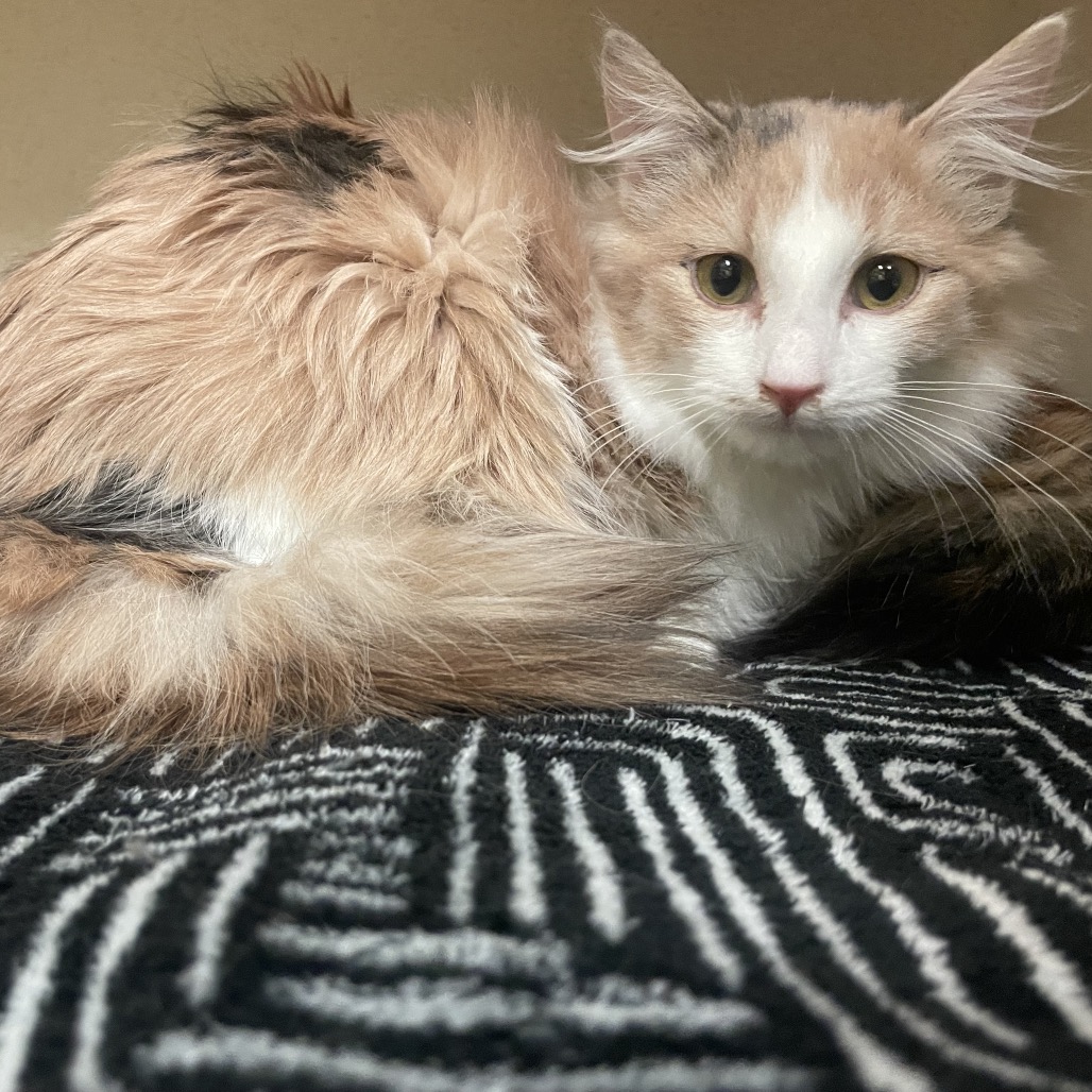 Latte is available for adoption at AnimalKind Inc.