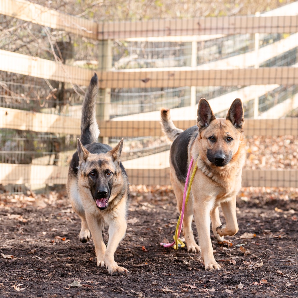 Chai - Phoenix Animal Rescue