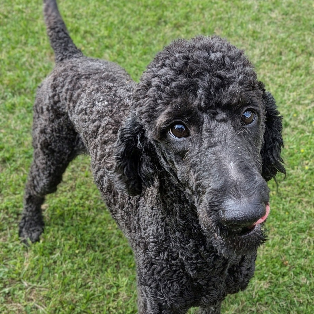 Nari Naruto is available for adoption at CAMO Rescue