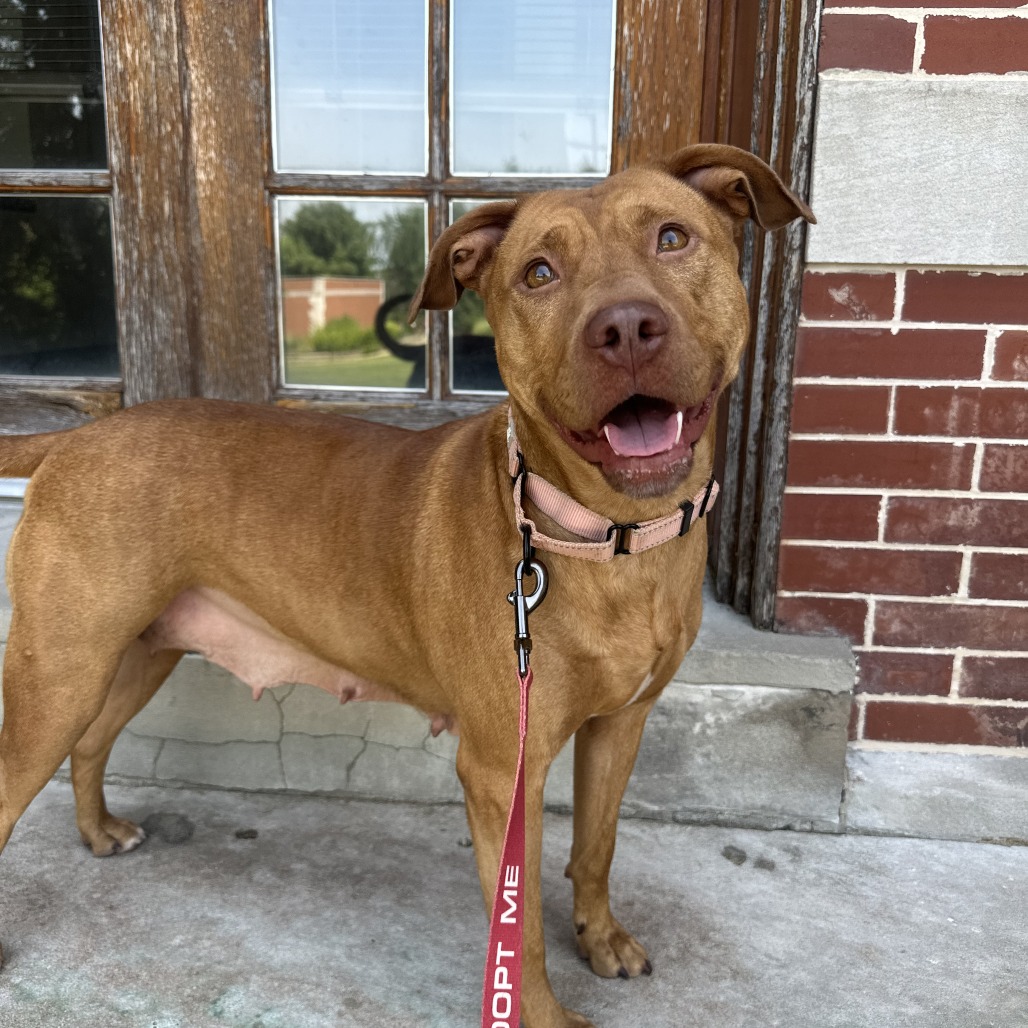 Nova is available for adoption at Central Missouri Humane Society