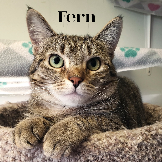 Fern is available for adoption at Anderson Humane