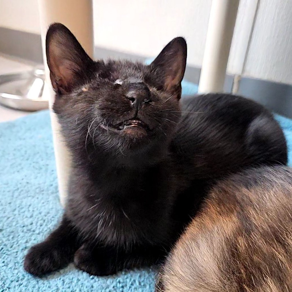 Dracula (Shilo) is available for adoption at Cat Care Society