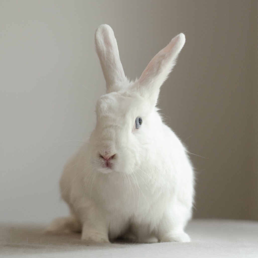 Ruggles is available for adoption at Georgia House Rabbit Society