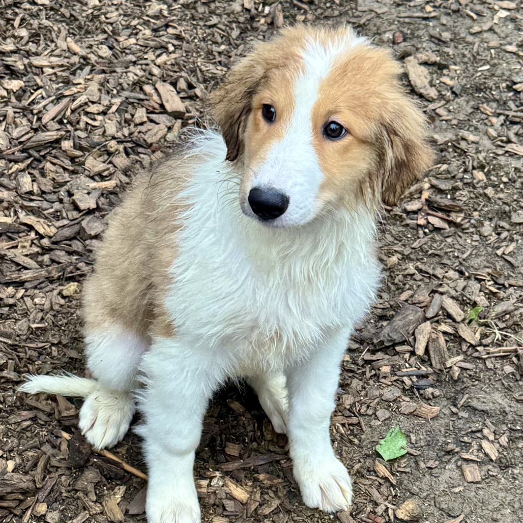 Butters - Phoenix Animal Rescue