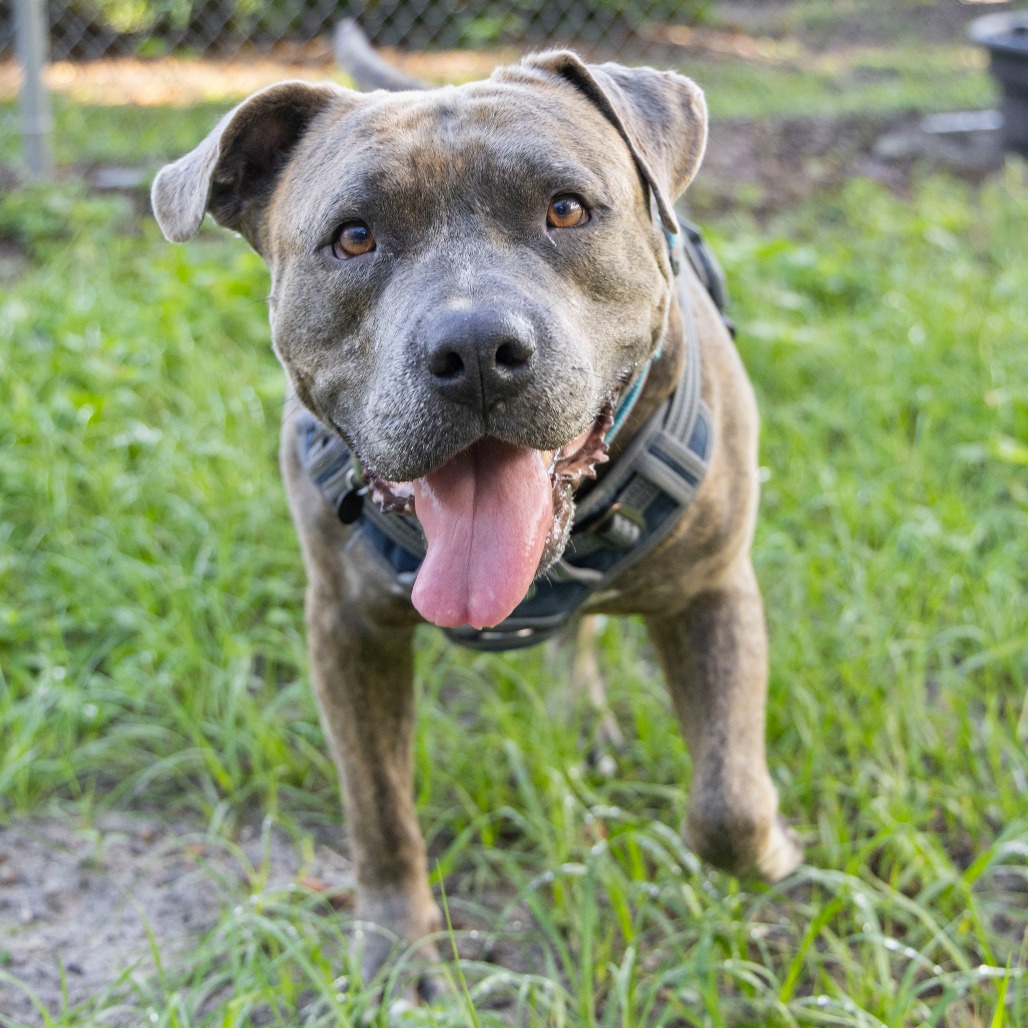 Gargy is available for adoption at Humane Society of North Central Florida