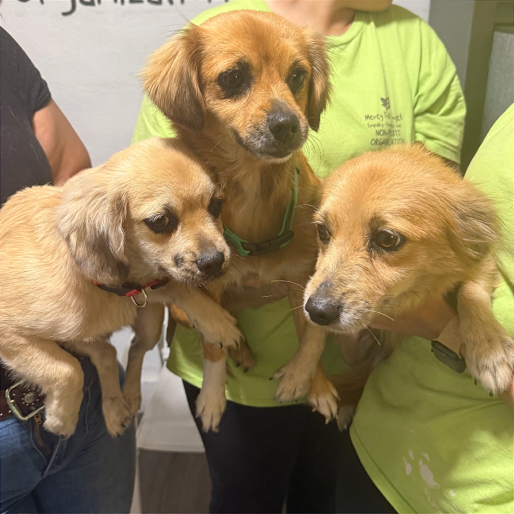 Nala is available for adoption at Mercy Full Project