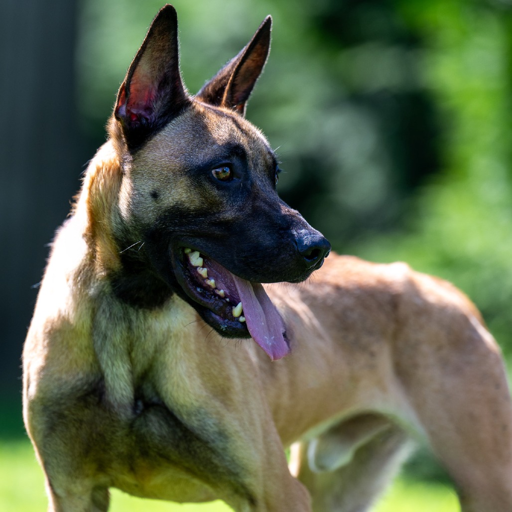 Luca - Phoenix Animal Rescue