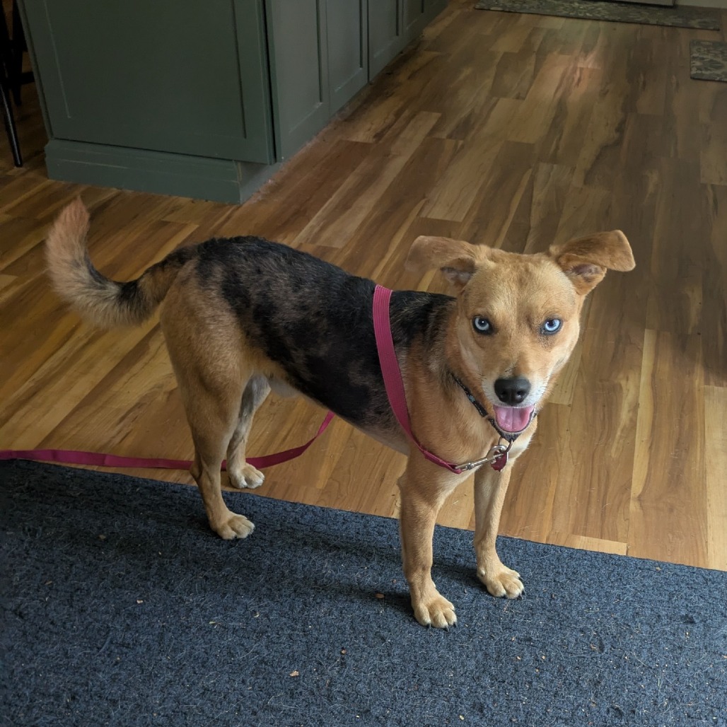 Gus is available for adoption at Humane Society of Delaware County