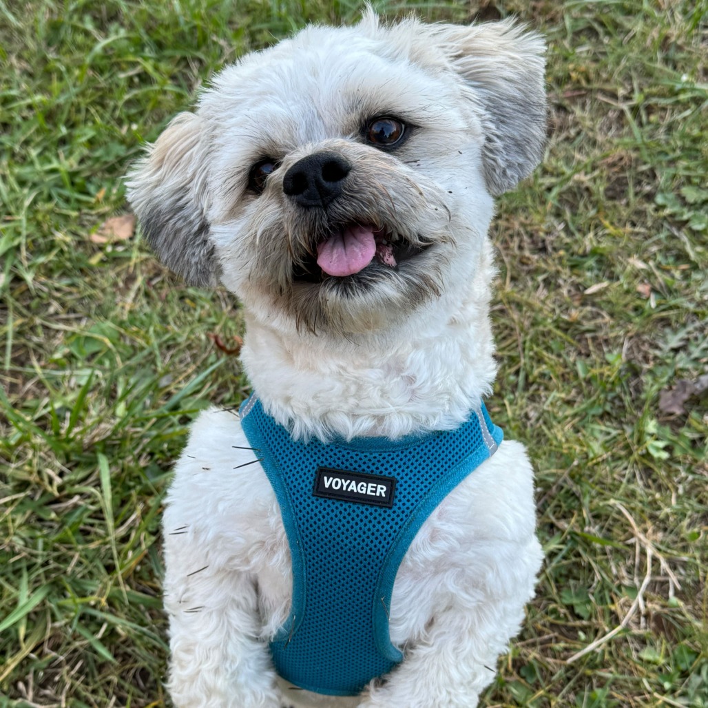 Bentley is available for adoption at Henrico Humane Society
