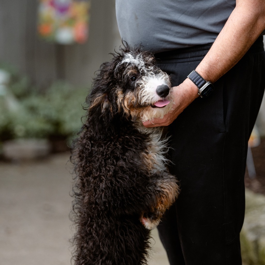 Luke - Phoenix Animal Rescue