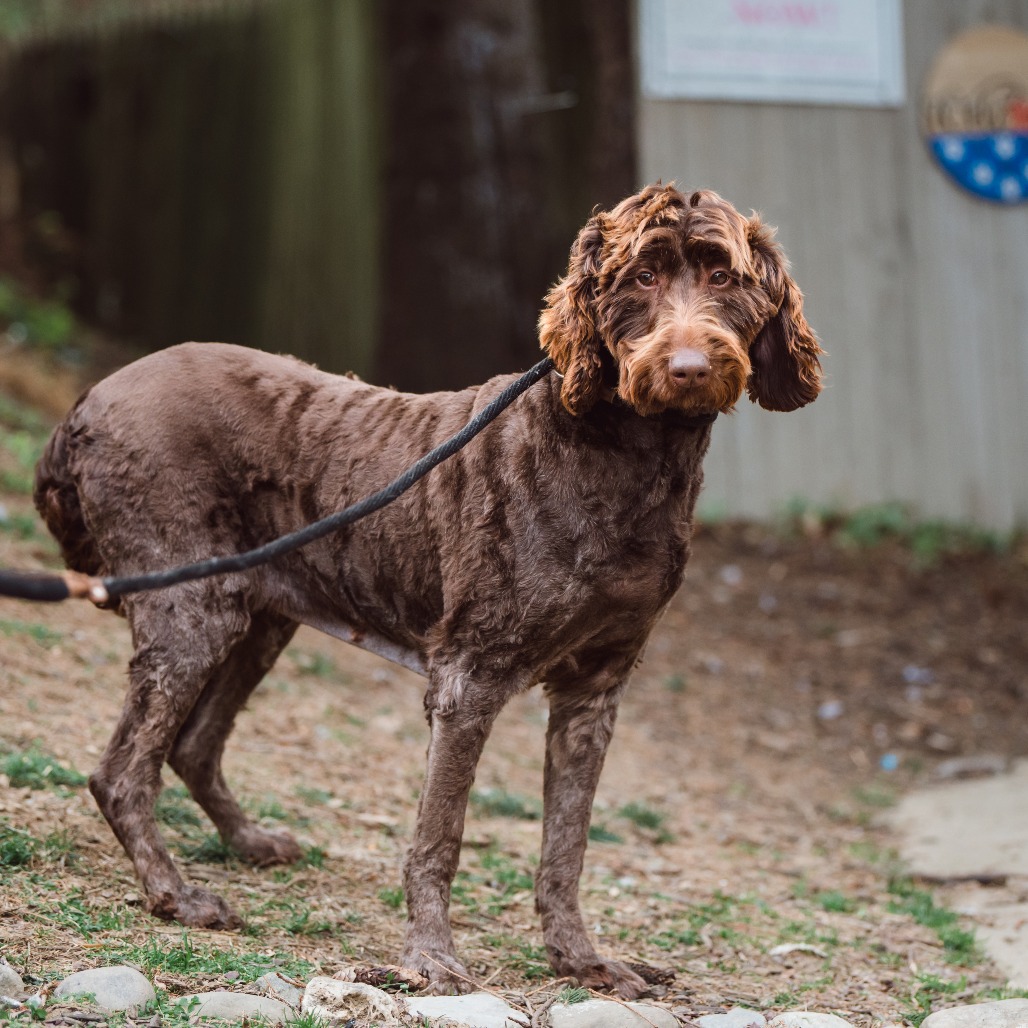 Sheila - Phoenix Animal Rescue