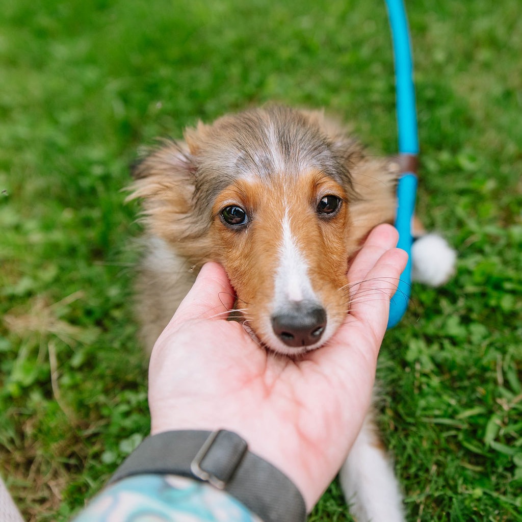 Bilbo - Phoenix Animal Rescue