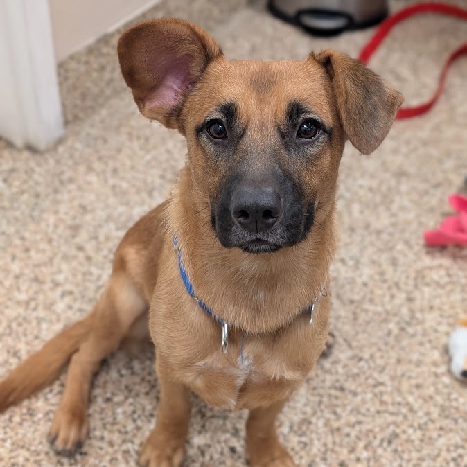 Meet Chu Chu, a Shepherd/Terrier Dog Available For Adoption | Lost Our Home