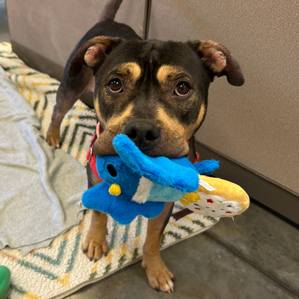 Lilly - Humane Animal Rescue
