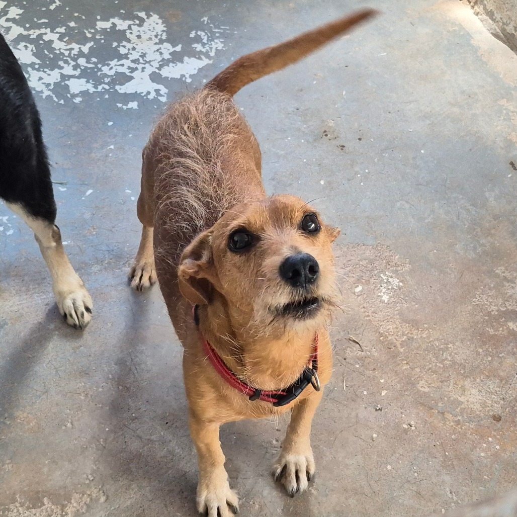 Kal is available for adoption at Palm Valley Animal Society