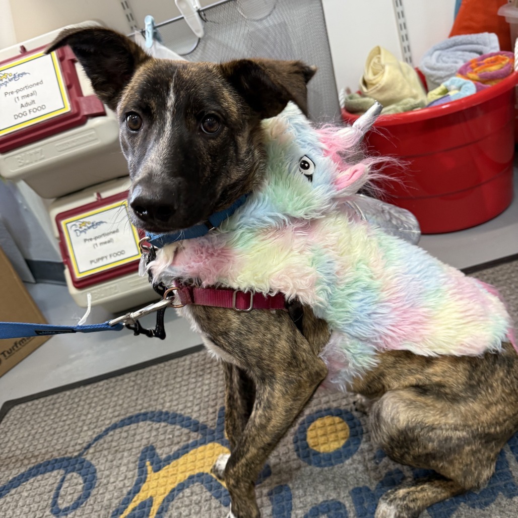 Amber Pup: Ringo – LDCRF