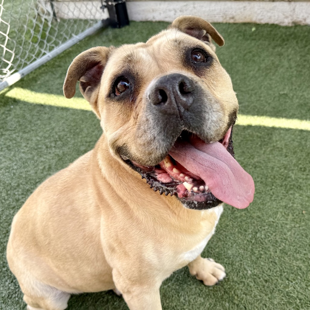 Adoptable – spcaLA