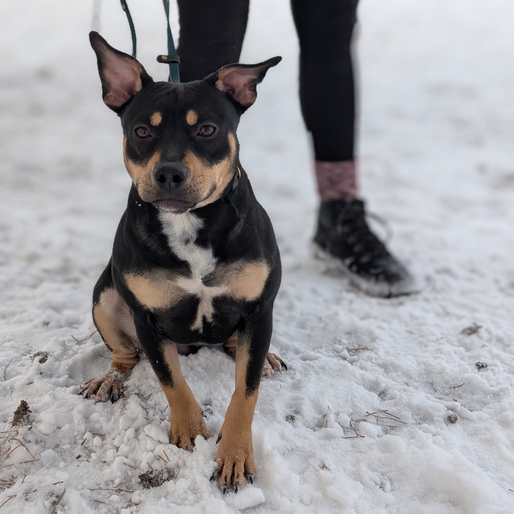 Adopt Dogs - Orphans of the Storm