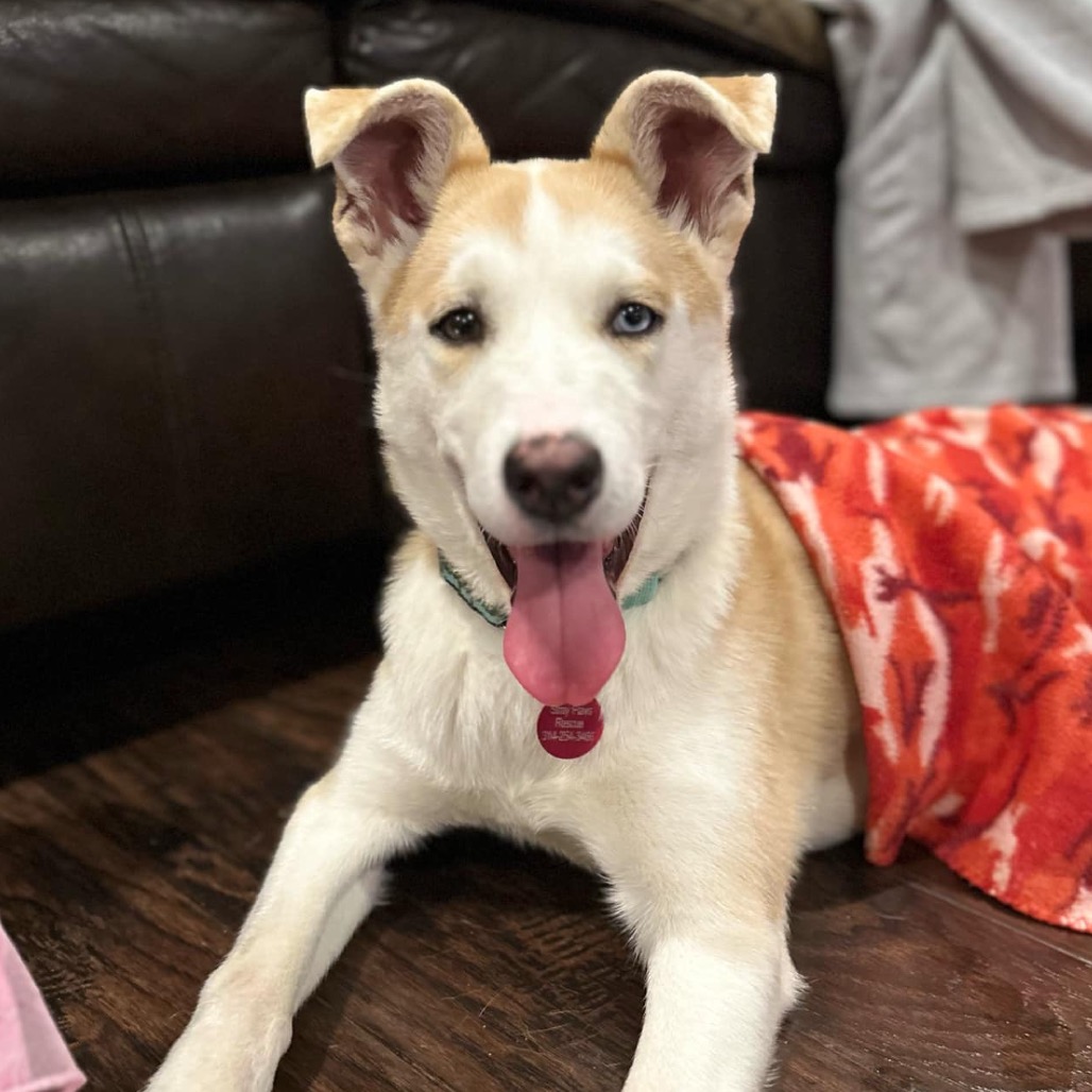 Adoptable Animals - Stray Paws Rescue